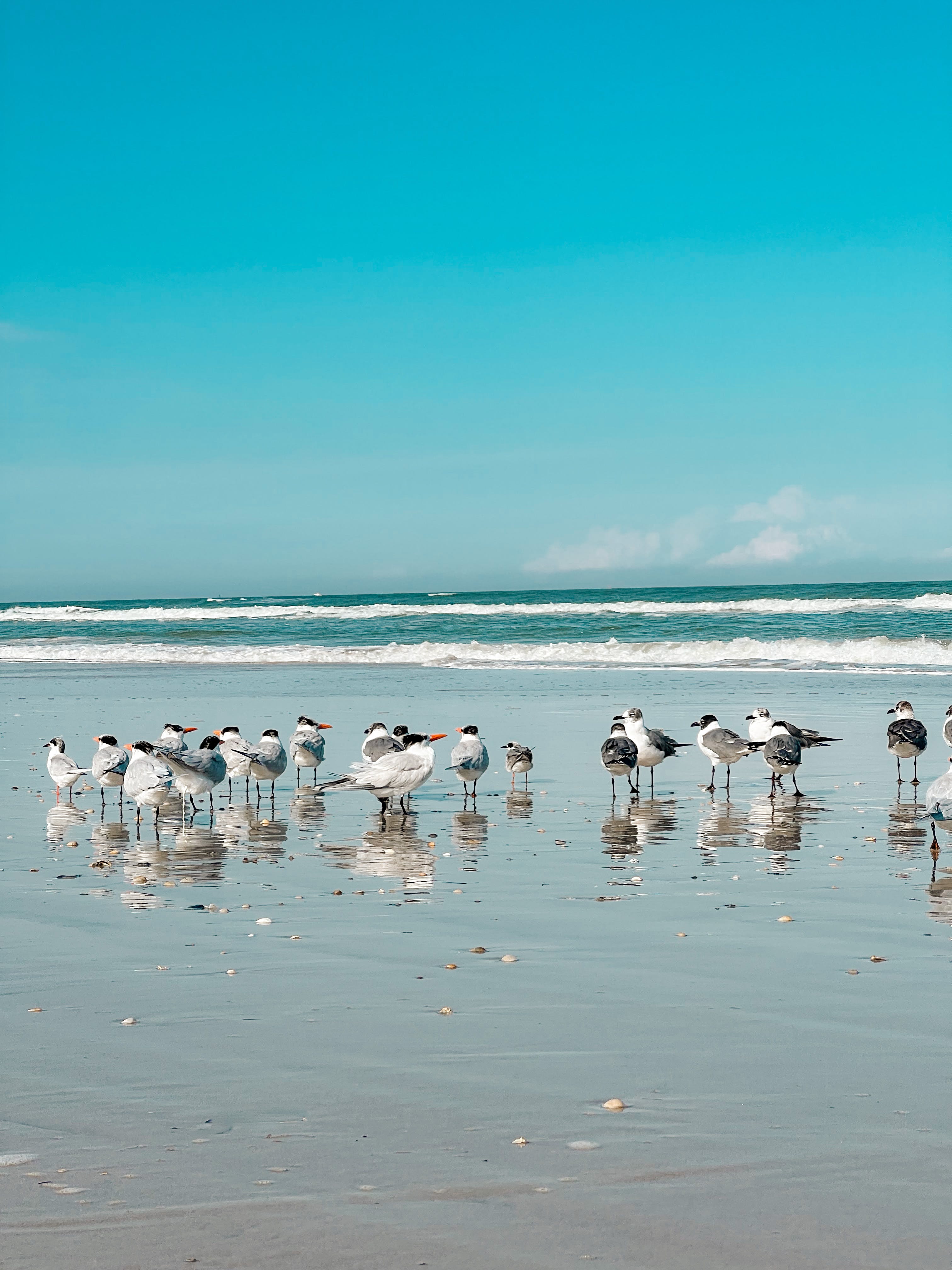 New Smyrna Beach: The Quintessential Florida Coastal Experience – NSB Watch